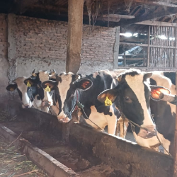 Potensi Ternak Kelurahan Randuacir